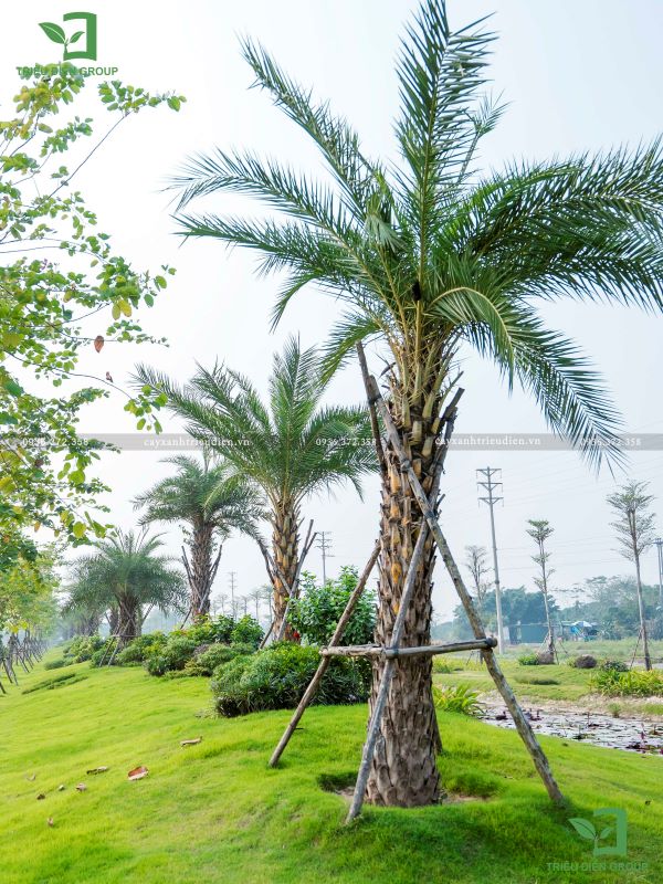 Cây Chà Là – Đặc Điểm, Công Dụng và Ứng Dụng Trong Cảnh Quan - Cây Xanh ...