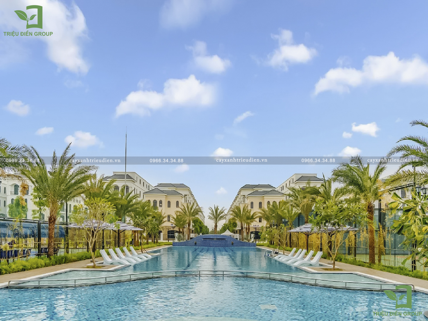 Cây chà là kiểng – Vẻ đẹp nhiệt đới độc đáo cho cảnh quan hiện đại - Cây Xanh Triệu Điền – Cây ...